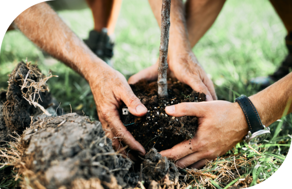 Evergreen Direct | Artificial Plants, Trees, Living Walls & Hedges