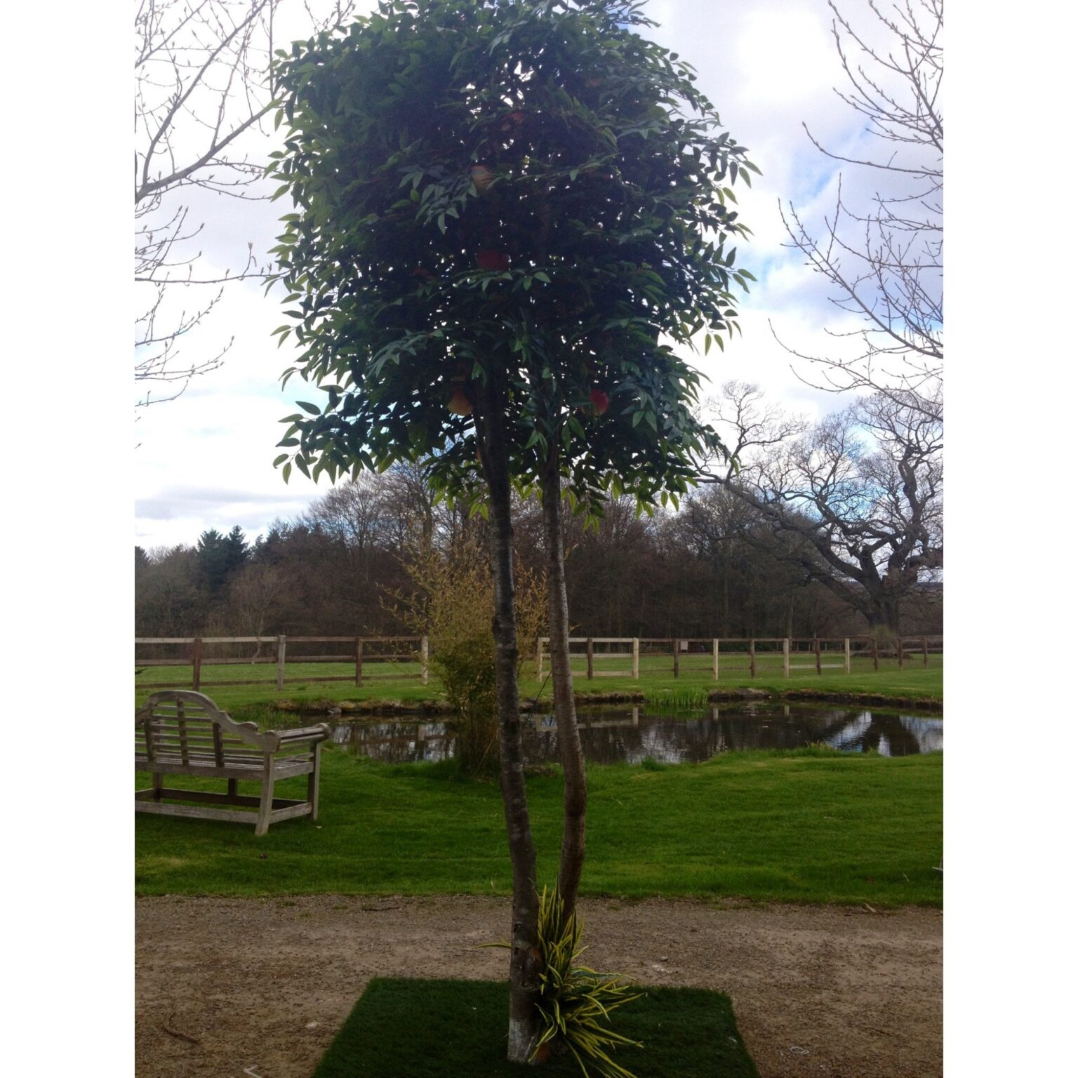 Artificial Hand Made Mango Tree Spiral | Evergreen Direct