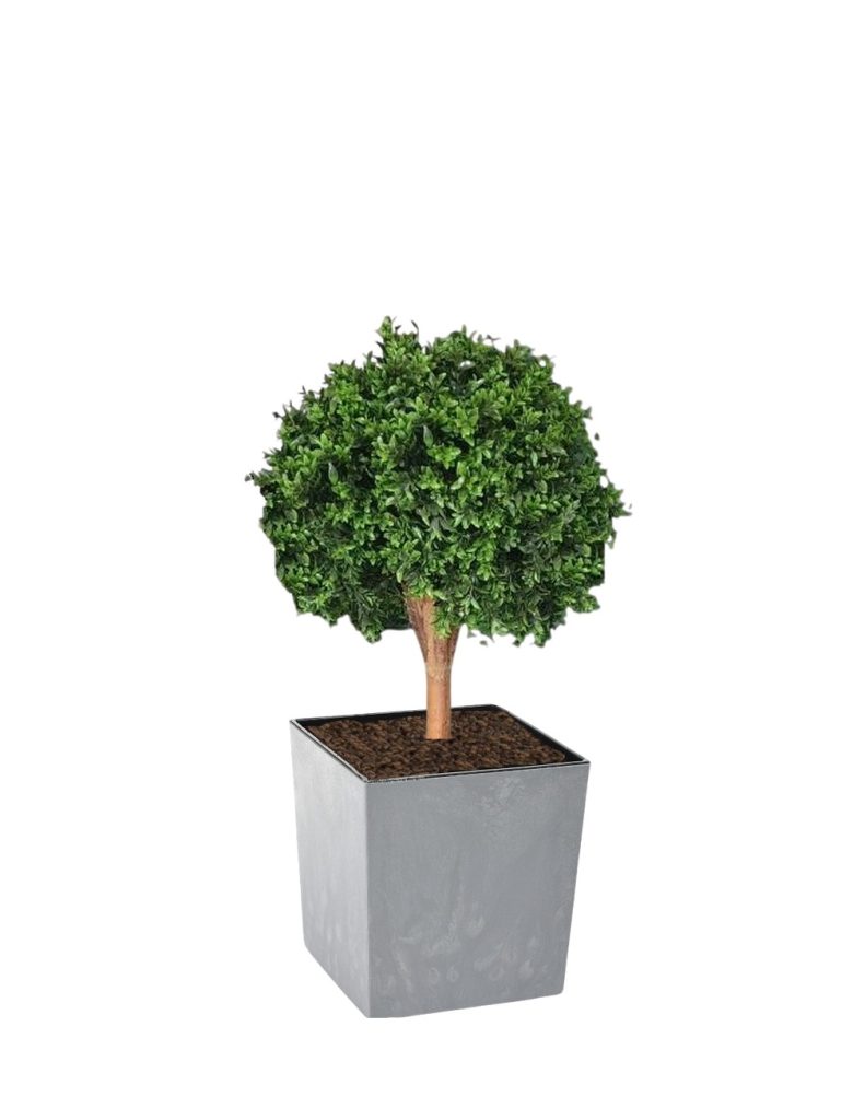 Deluxe Buxus Topiary Tree From Evergreen Direct