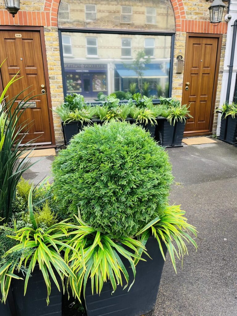 Artificial Cypress Topairy Ball | Evergreen Direct